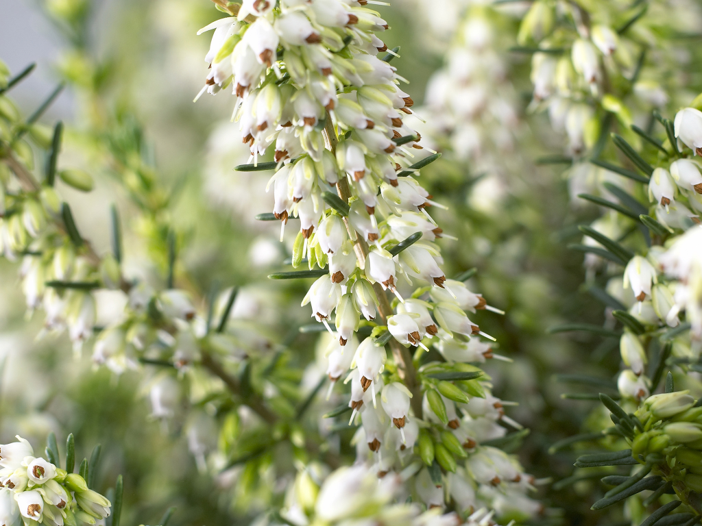De heidetuin - Huis- en tuincenter Rijmenants