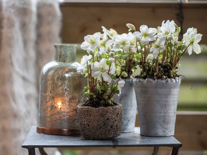 Helleborus of kerstroos - Huis- en tuincenter Rijmenants