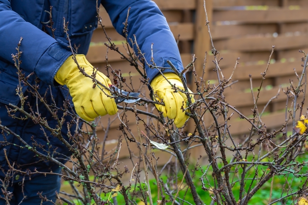 Snoeien in oktober - Huis- en tuincenter Rijmenants